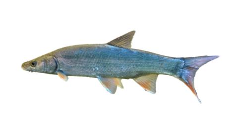 Fishing for Redfin → Explore Catches, Top Baits & More!