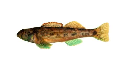 Fishing for Turquoise darter: Fish Species – FishAngler.com