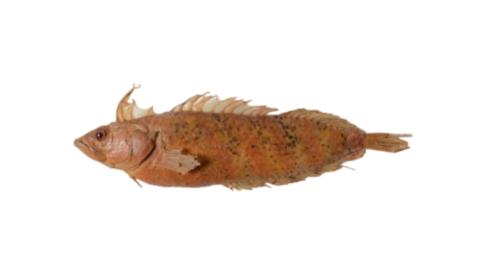 Fishing for New Zealand topknot → Explore Catches, Top Baits & More!