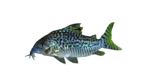 Fishing for Reticulated corydoras: Fish Species – FishAngler.com