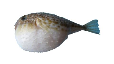 Fishing for Spiny blaasop: Fish Species – FishAngler.com