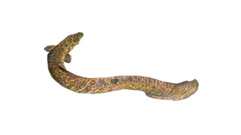 Fishing for African mottled eel → Explore Catches, Top Baits & More!