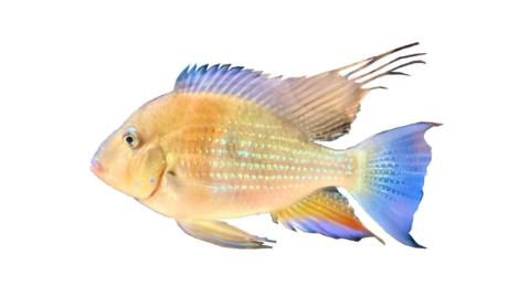 Fishing for Threadfin acara: Fish Species – FishAngler.com