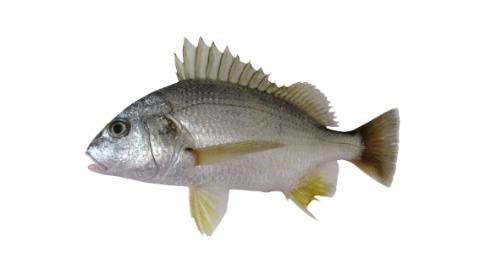 Fishing for Bluecheek silver grunt → Explore Catches, Top Baits & More!