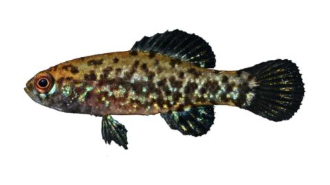 Fishing for Everglades pygmy sunfish: Fish Species – FishAngler.com