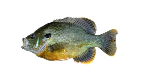 Fishing for Green sunfish + Redear sunfish (Hybrid) → Explore Catches ...