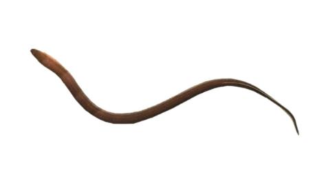 Fishing for Australian swamp eel: Fish Species – FishAngler.com