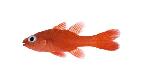 Fishing for Flame cardinalfish → Explore Catches, Top Baits & More!