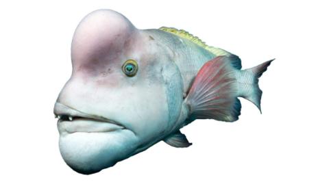 Fishing for Kobudai → Explore Catches, Top Baits & More!