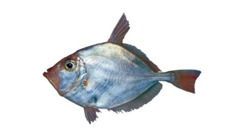 Fishing for Silver dory → Explore Catches, Top Baits & More!