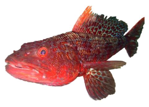 Fishing for Sergeant baker → Explore Catches, Top Baits & More!