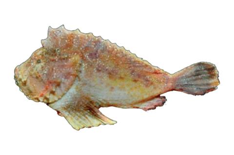 Fishing for Deep velvetfish → Explore Catches, Top Baits & More!