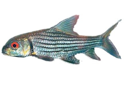 Fishing for Isok barb → Explore Catches, Top Baits & More!