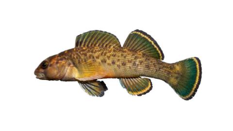 Fishing for Sharpnose darter → Explore Catches, Top Baits & More!