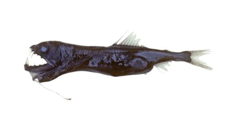 Fishing for Boulenger's snaggletooth: Fish Species – FishAngler.com