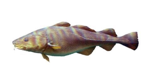 Fishing for Atlantic cod: Fish Species – FishAngler.com