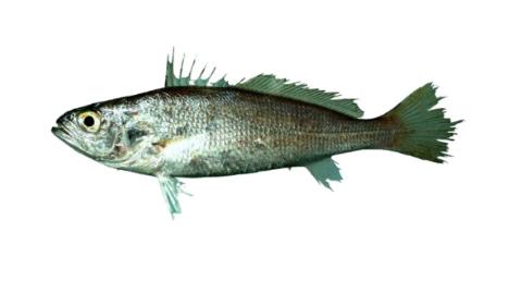 Fishing for Silver seatrout: Fish Species – FishAngler.com