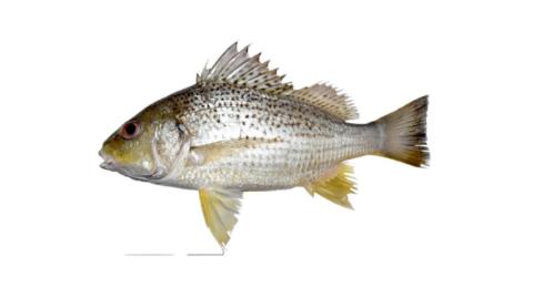 Fishing for Cock grunter → Explore Catches, Top Baits & More!