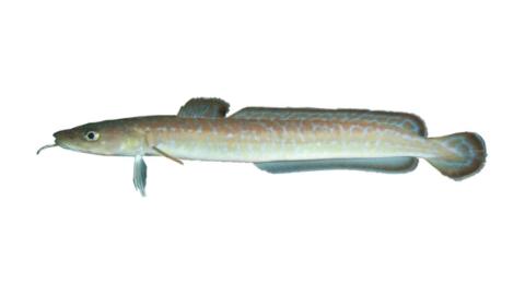 Fishing for Ling: Fish Species – FishAngler.com