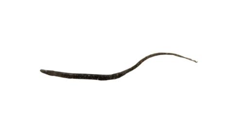 Fishing for Tryon's pipefish: Fish Species – FishAngler.com