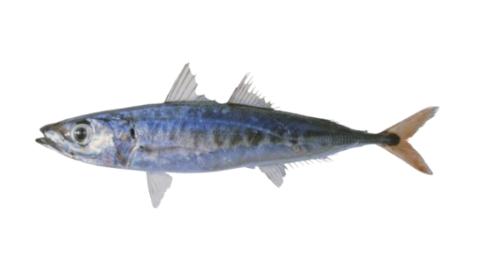 Fishing for Roughear scad → Explore Catches, Top Baits & More!