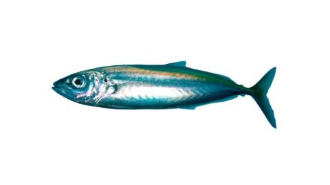 Fishing for Japanese scad: Fish Species – FishAngler.com