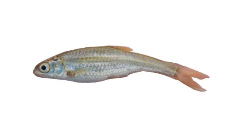 Fishing for Manantial roundnose minnow → Explore Catches, Top Baits & More!