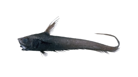 Fishing for Kapala whiptail → Explore Catches, Top Baits & More!