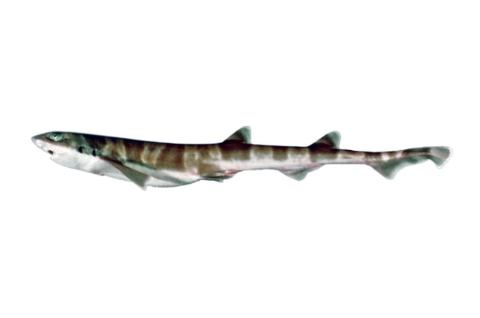 Fishing for Sawtail catshark → Explore Catches, Top Baits & More!