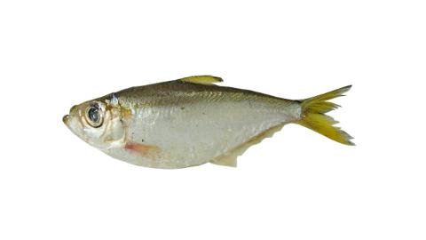 Fishing for American coastal pellona → Explore Catches, Top Baits & More!