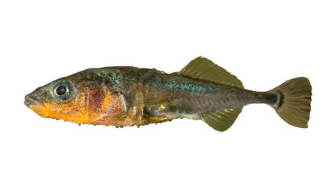 Fishing for Threespine stickleback: Fish Species – FishAngler.com