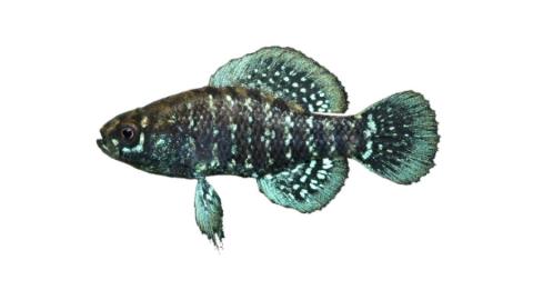 Fishing for Bluebarred pygmy sunfish → Explore Catches, Top Baits & More!