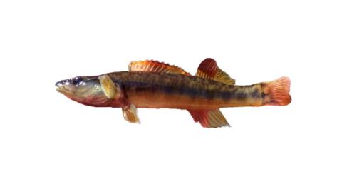 Fishing for Olive darter: Fish Species – FishAngler.com