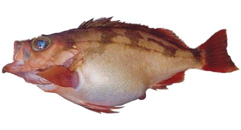 Fishing for Goldeye rockfish → Explore Catches, Top Baits & More!