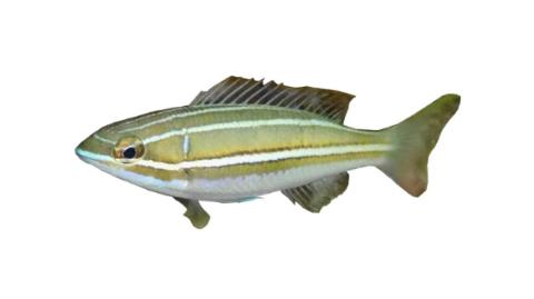 Fishing for White-shouldered whiptail → Explore Catches, Top Baits & More!