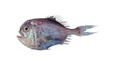 Fishing for Metavay sawbelly → Explore Catches, Top Baits & More!