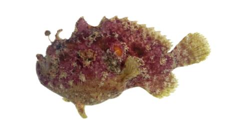 Fishing for Scarlet frogfish → Explore Catches, Top Baits & More!