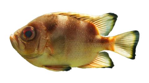 Fishing for Popeye catalufa → Explore Catches, Top Baits & More!