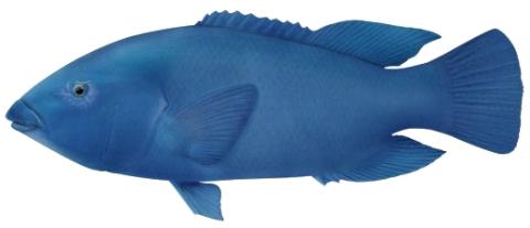 Fishing for Eastern blue groper → Explore Catches, Top Baits & More!