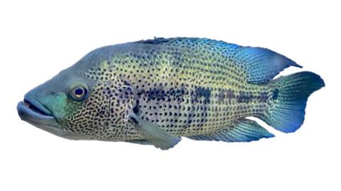 Fishing for Guapote: Fish Species – FishAngler.com