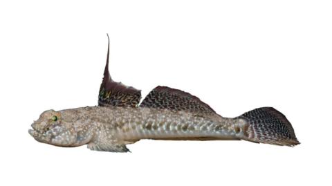 Fishing for Eastern longfin goby: Fish Species – FishAngler.com