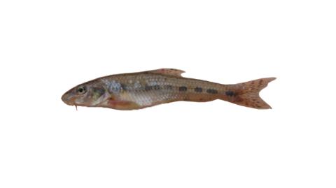 Fishing for Ukrainian gudgeon: Fish Species – FishAngler.com