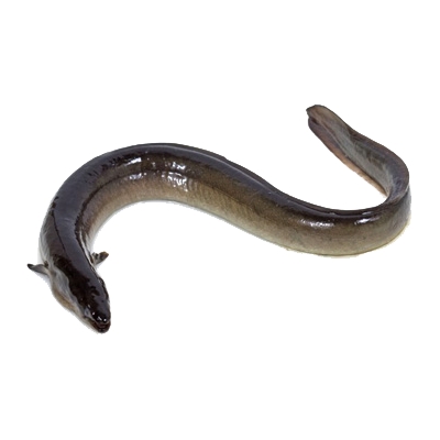 Fishing for African longfin eel → Explore Catches, Top Baits & More!