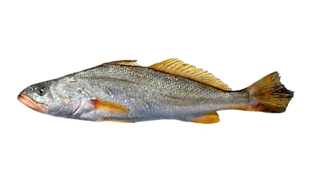 Fishing for Orangemouth weakfish: Fish Species – FishAngler.com