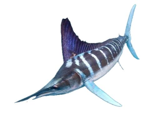 Fishing for Striped marlin → Explore Catches, Top Baits & More!