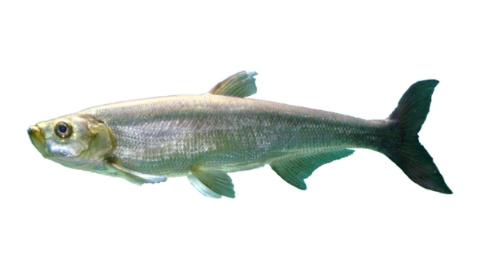 Fishing for Predatory carp → Explore Catches, Top Baits & More!