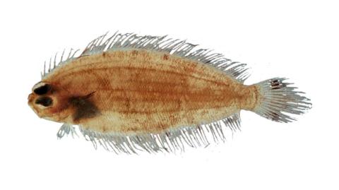 Fishing for Deepwater dab → Explore Catches, Top Baits & More!