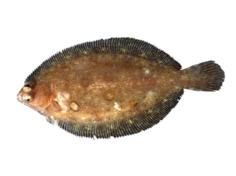 Fishing for Dover sole → Explore Catches, Top Baits & More!