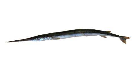 Fishing for Californian needlefish → Explore Catches, Top Baits & More!