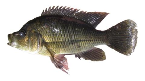 Fishing for Longfin tilapia → Explore Catches, Top Baits & More!